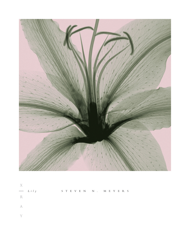 스티븐 메이어스 - Lily (small) - 그림닷컴